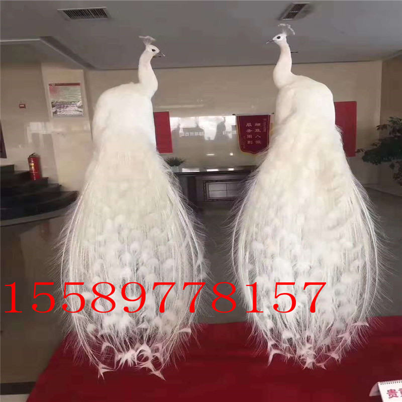 金农网