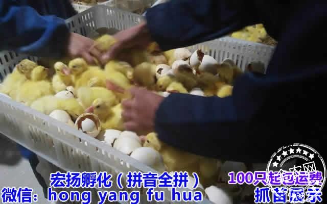 金农网